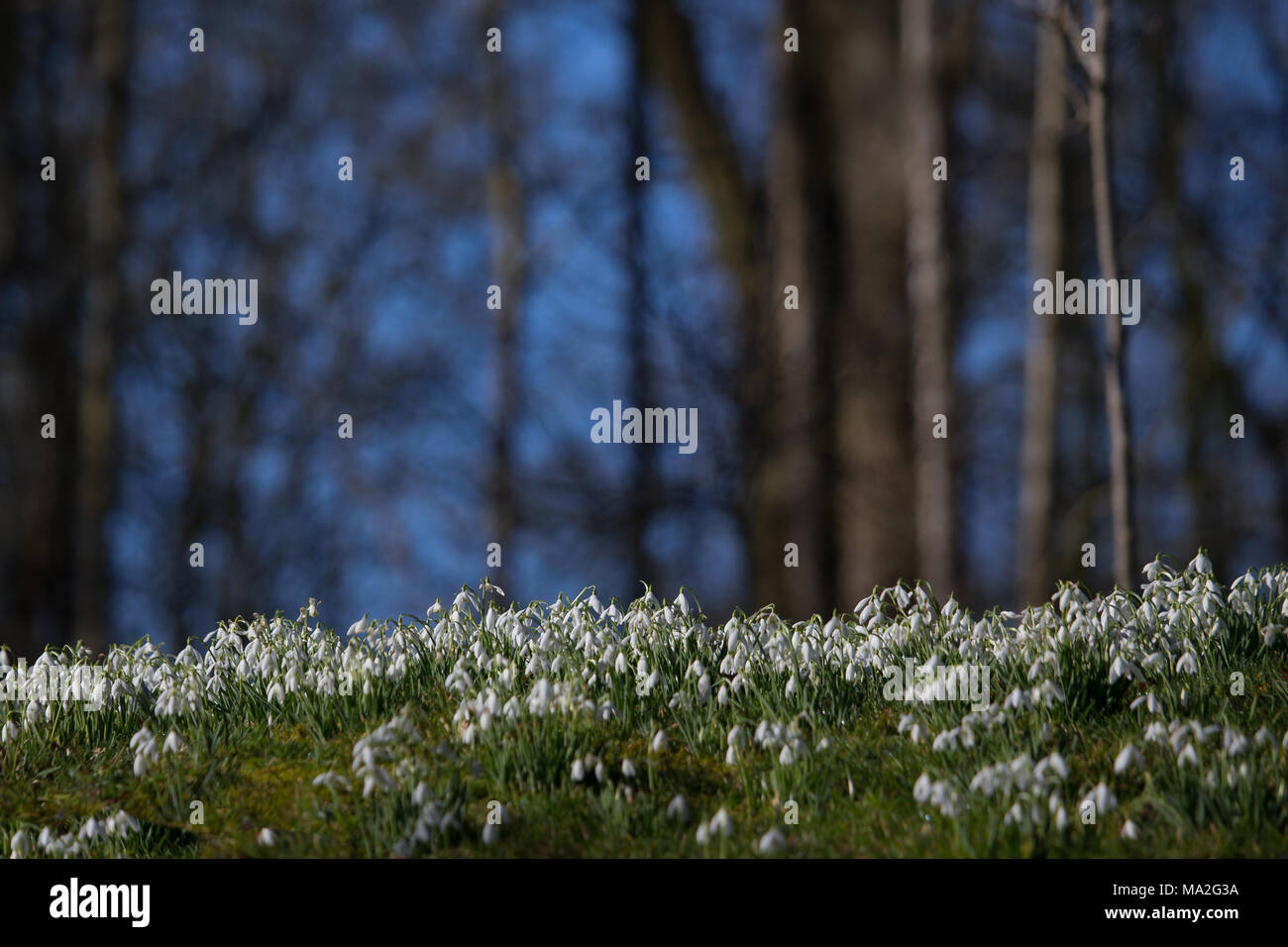 Snowdrops blue sky hi-res stock photography and images - Alamy