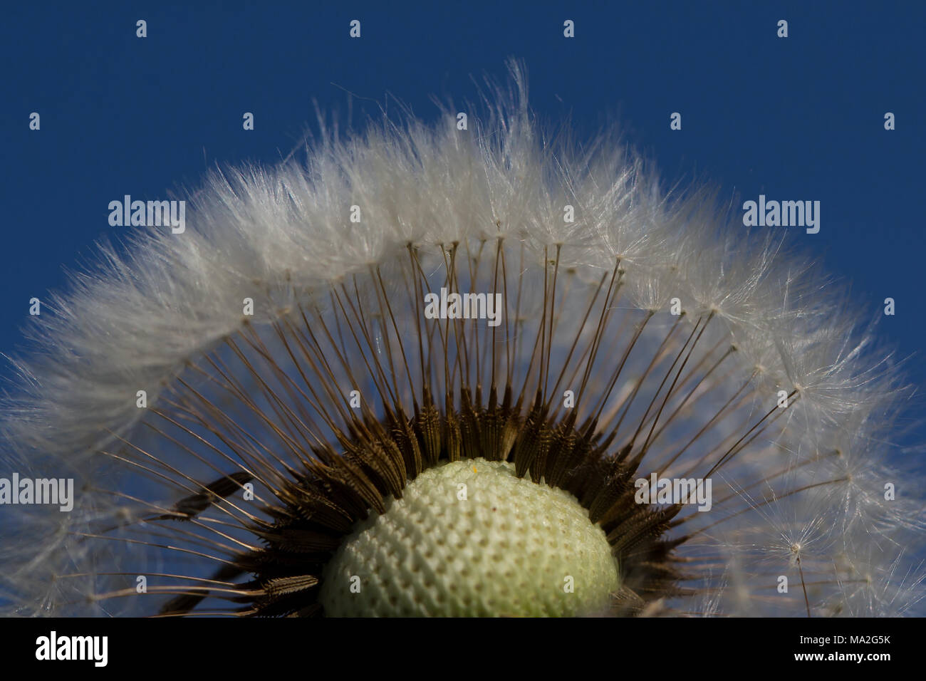 Dandelion head hi-res stock photography and images - Alamy