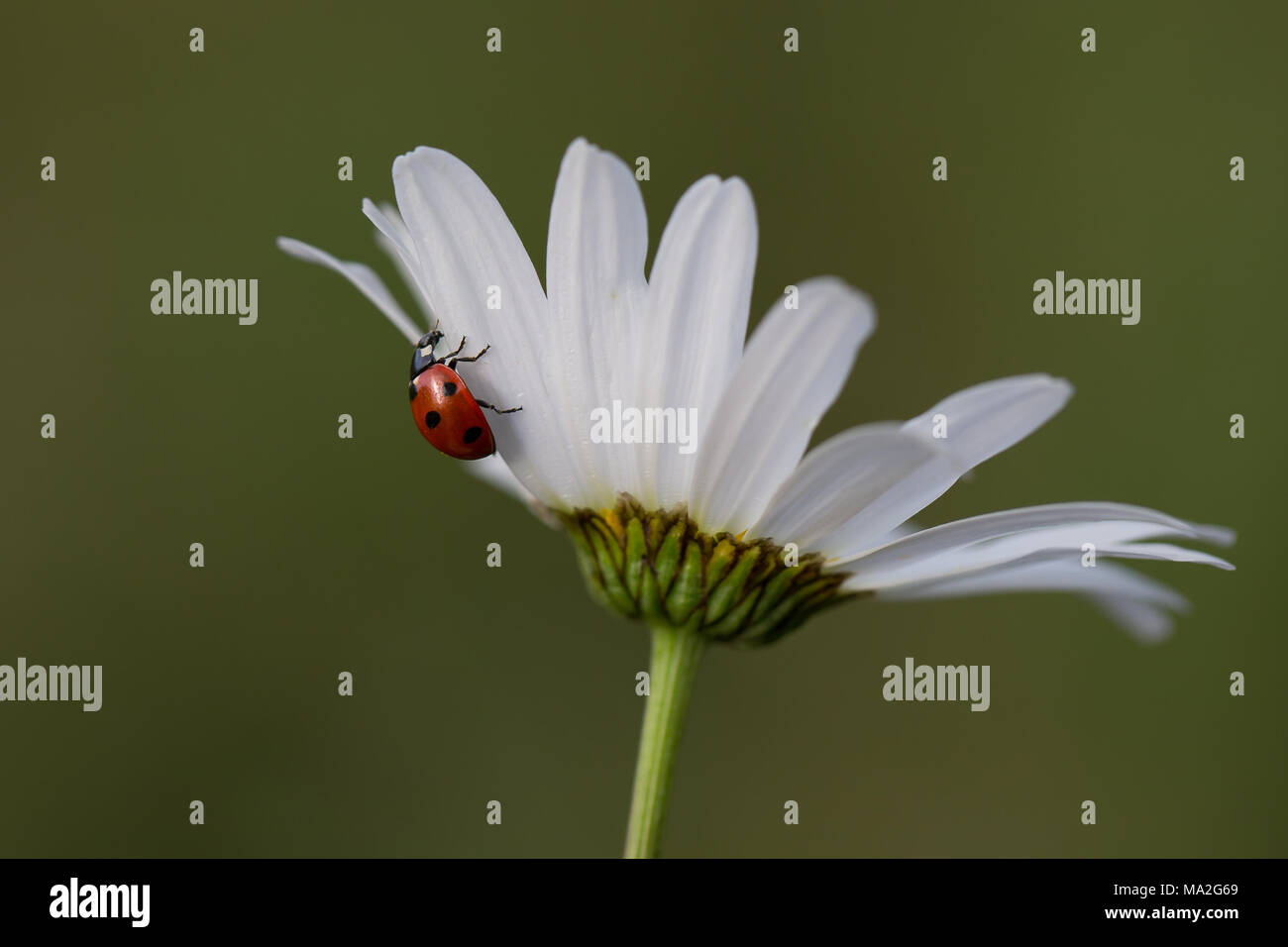 Ladybird and flower hi-res stock photography and images - Alamy
