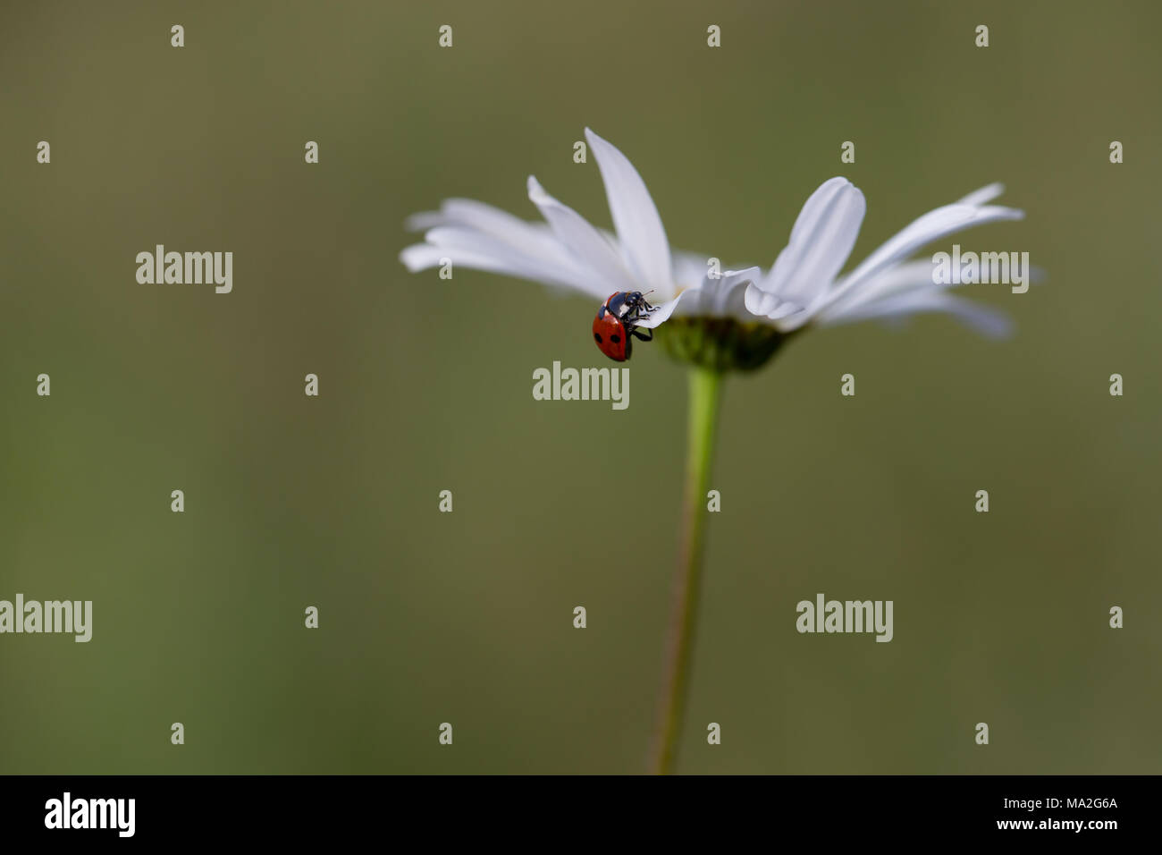 Ladybird on a daisy flower Stock Photo - Alamy