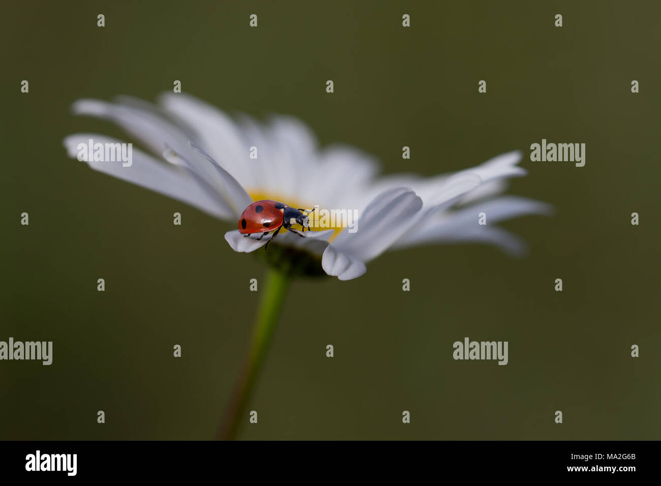 Ladybird on a daisy flower Stock Photo - Alamy