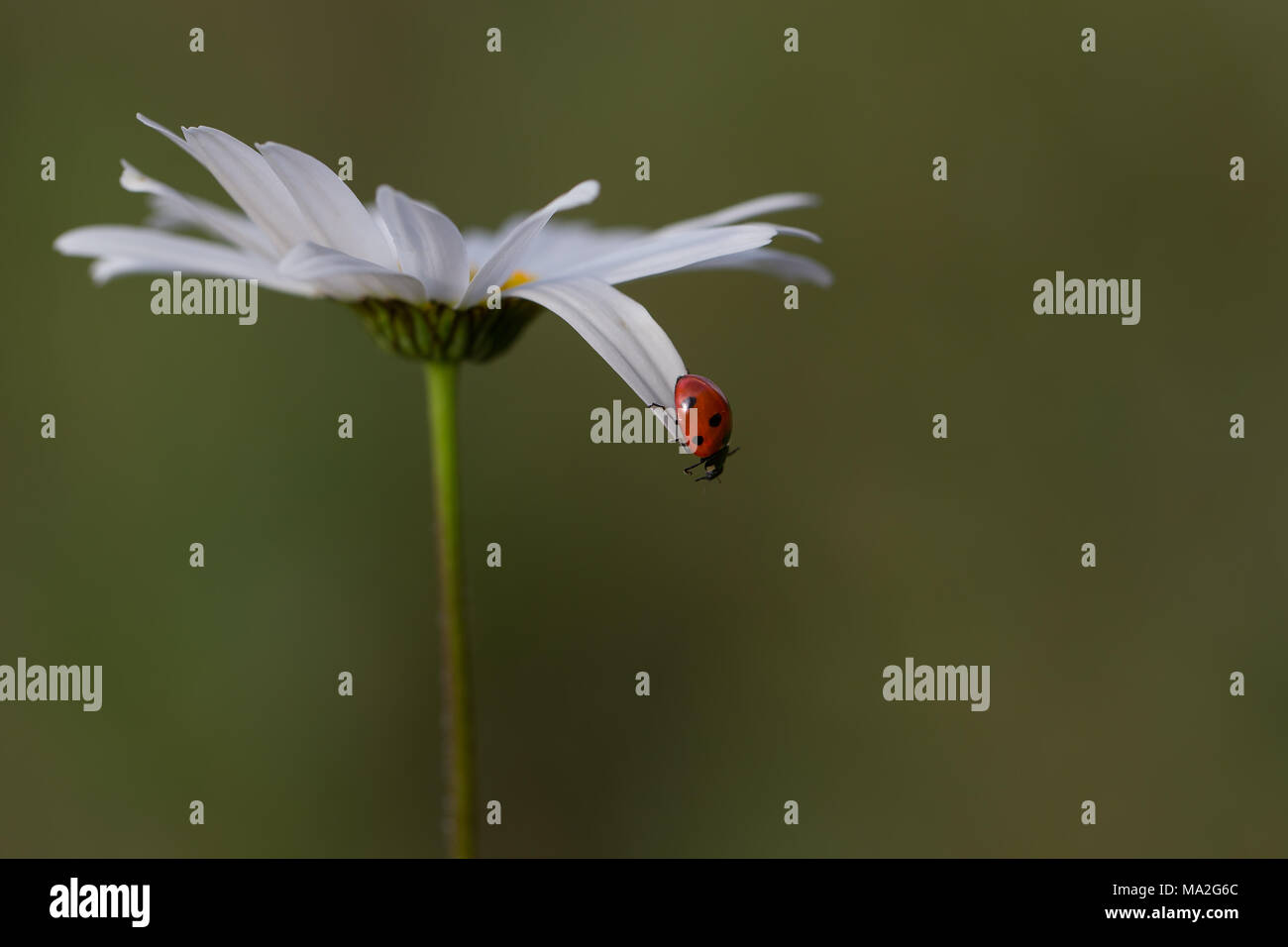 Ladybird on a daisy flower Stock Photo - Alamy