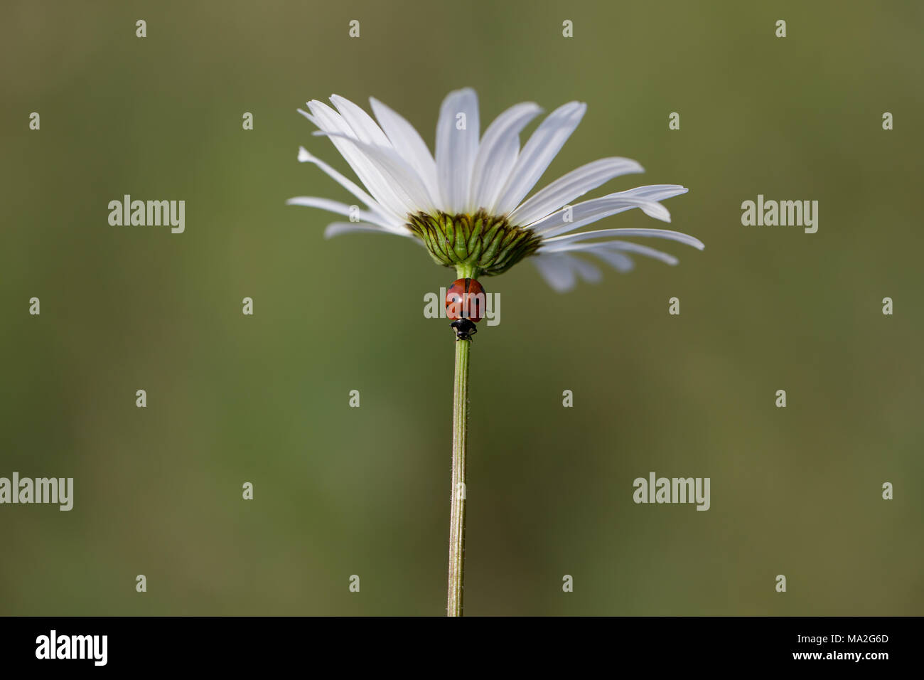 Ladybird on a daisy stem Stock Photo - Alamy