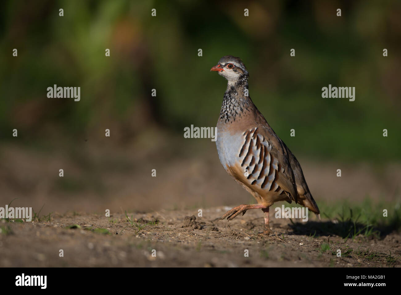 Red legged partridge in countryside Stock Photo - Alamy