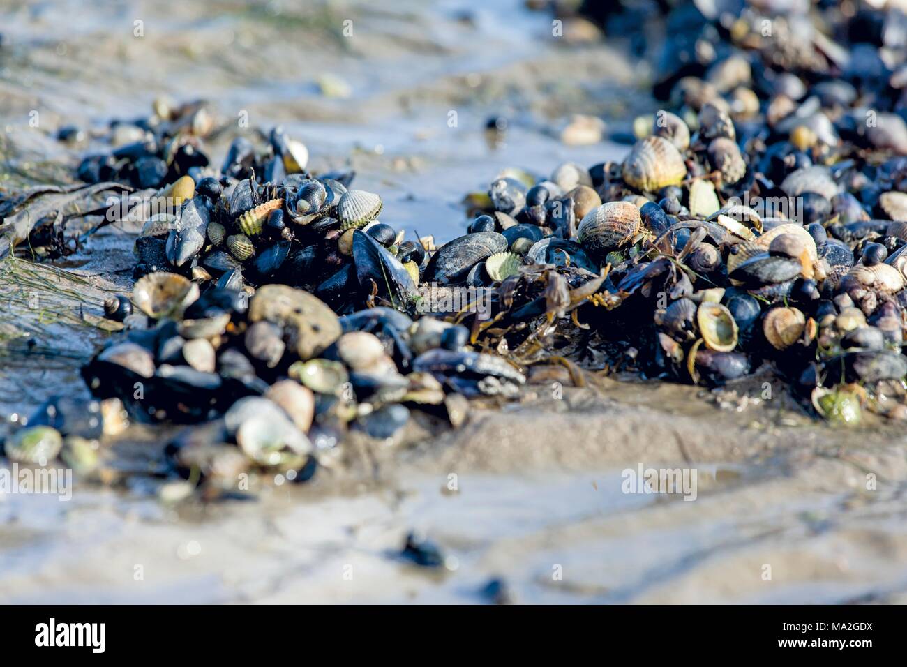 Mussels in mud, Sylt Stock Photo - Alamy
