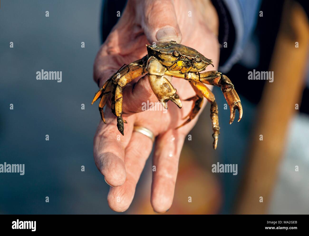 A Wadden Sea guide holding a small crab, Sylt Stock Photo - Alamy