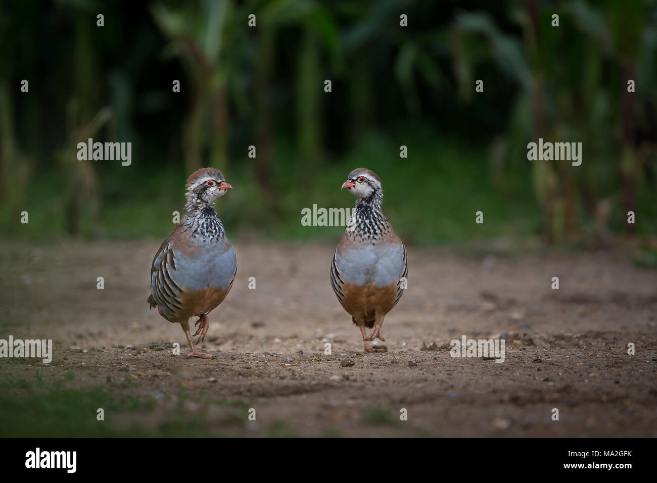 Two legged bird hi-res stock photography and images - Alamy