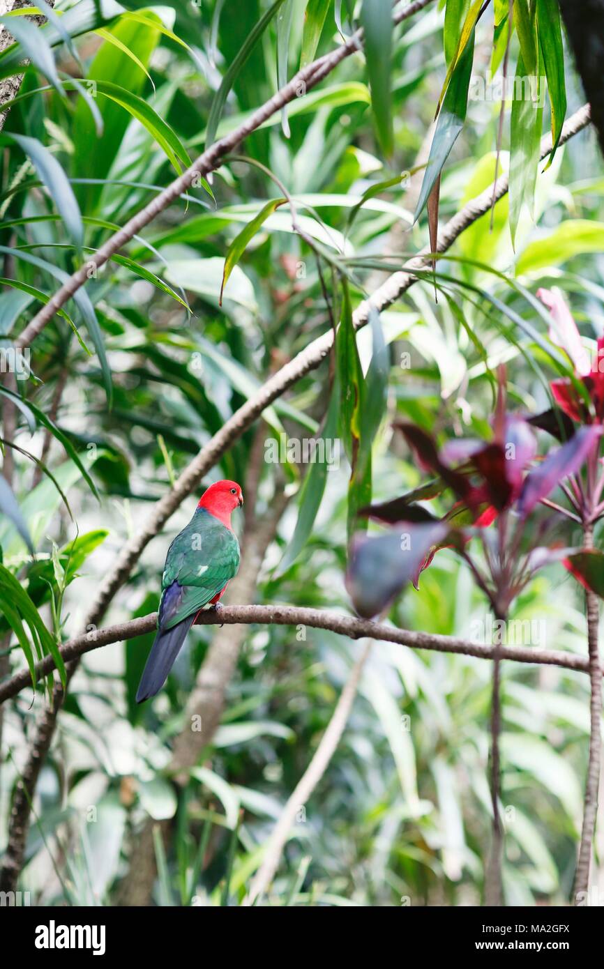 Parrot in the tree hi-res stock photography and images - Alamy