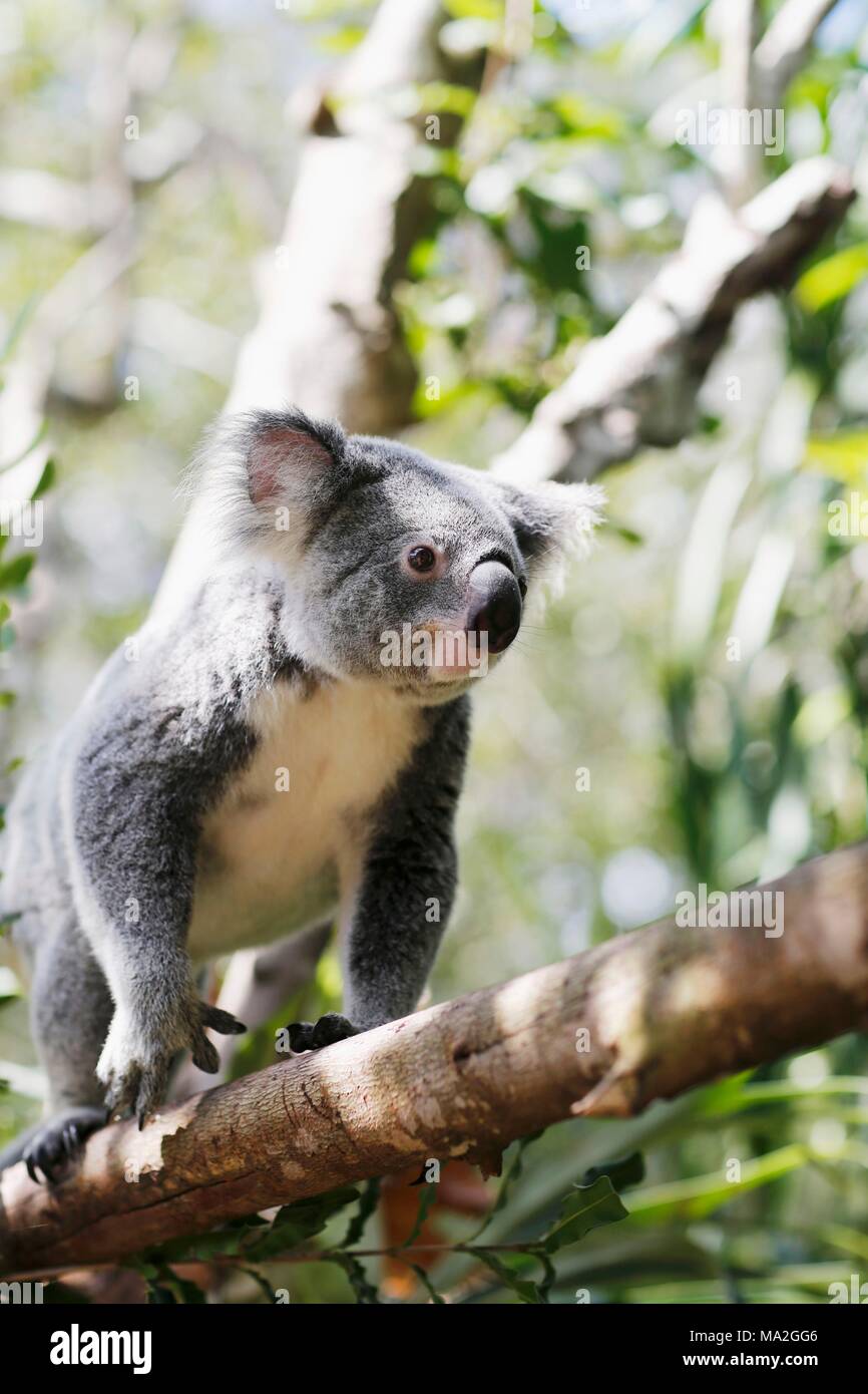 Koala climbing hi-res stock photography and images - Alamy