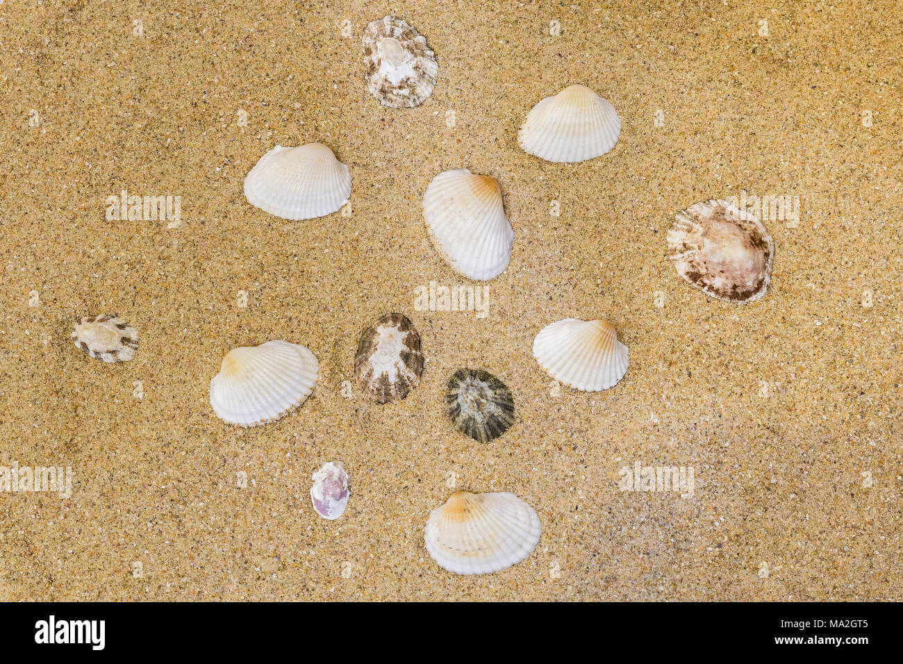 shell background on the yellow sand of the beach Stock Photo - Alamy