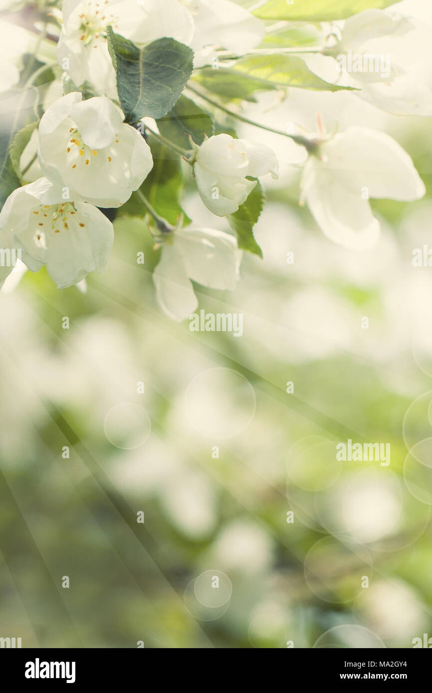 Spring Flowers, Green Leaves and Abstract Bokeh Light on Spring Health ...