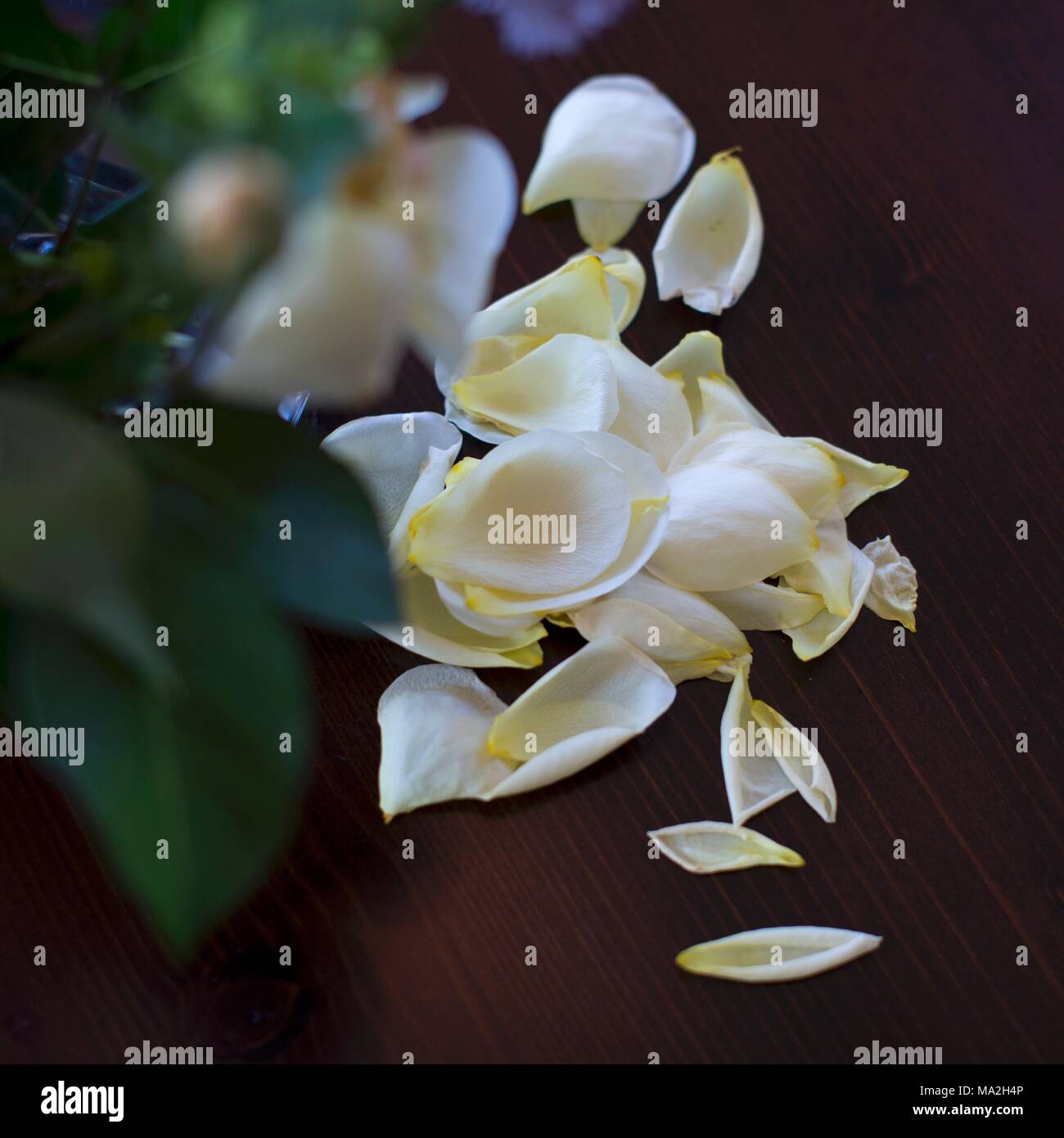Fallen rose petals Stock Photo - Alamy