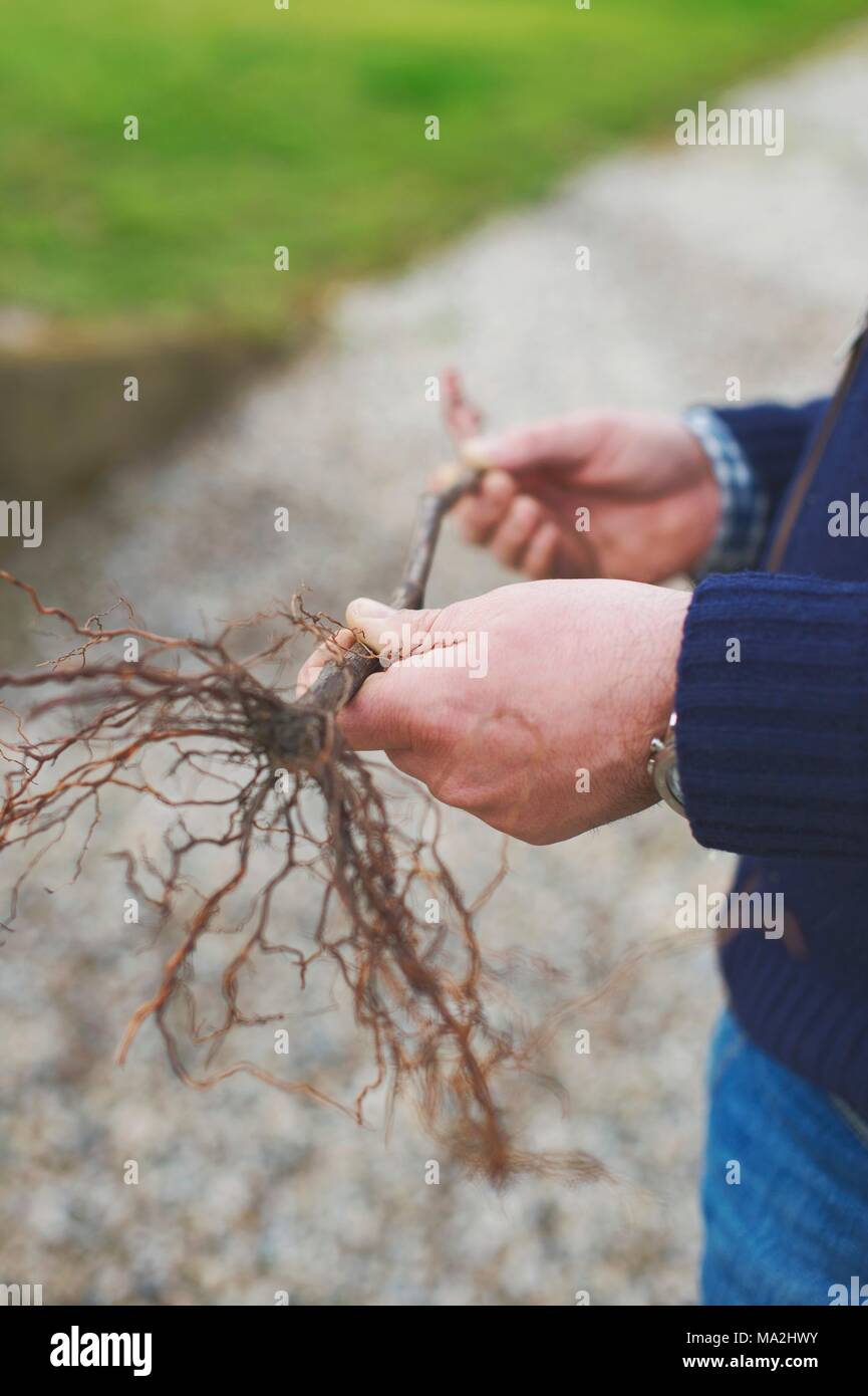 Vine roots, Lake Geneva, Switzerland Stock Photo - Alamy