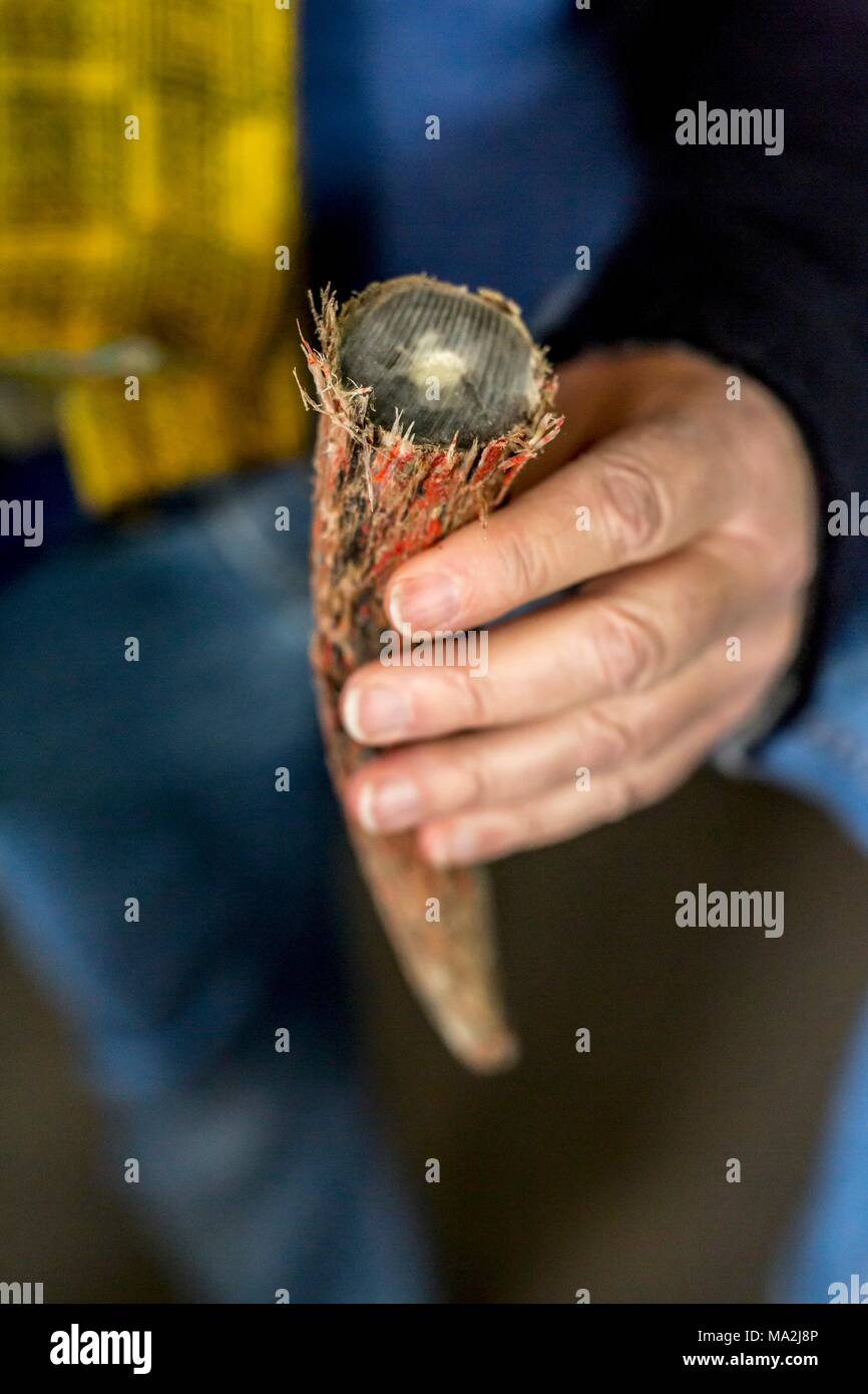 A hand holding a buffalo horn for a knife handle Stock Photo - Alamy
