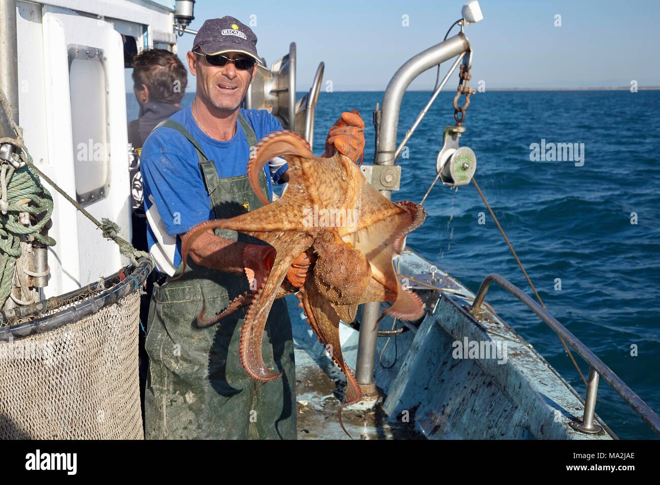 A fisherman holding a freshly caught octopus, South France Stock Photo ...