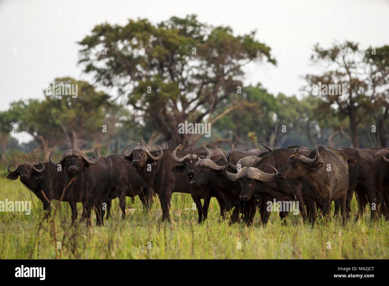 A herd of water buffalo in the wild, Okavango Delta, Botswana Stock ...