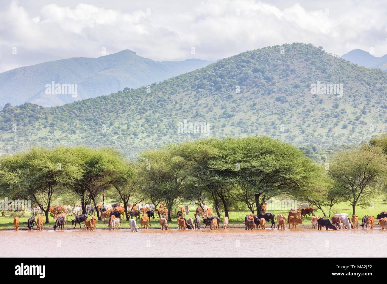 Massai holiday hi-res stock photography and images - Alamy