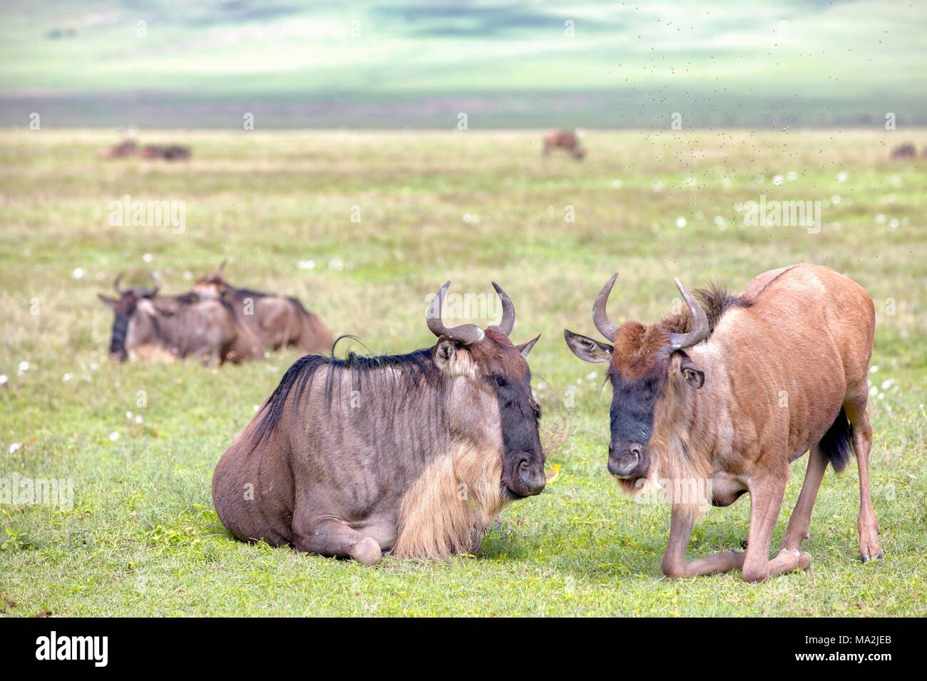 Gnus in the Ngorongoro crater in the Serengeti, Tanzania, Africa Stock ...