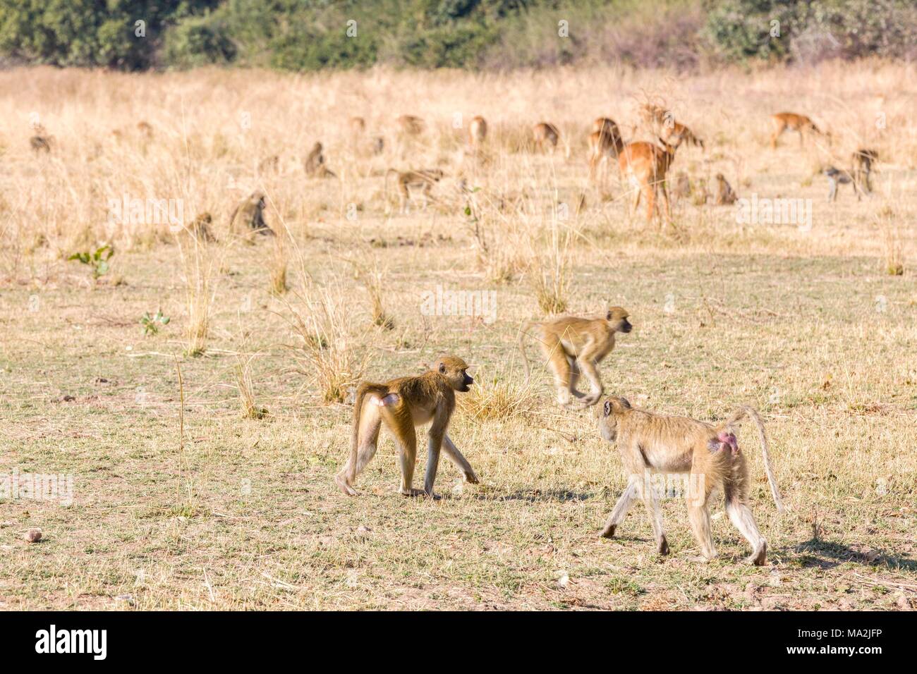 Monkeys in the wild, Zambia, Africa Stock Photo - Alamy
