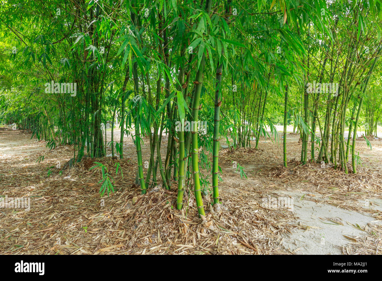 Asian bamboo forest hi-res stock photography and images - Alamy