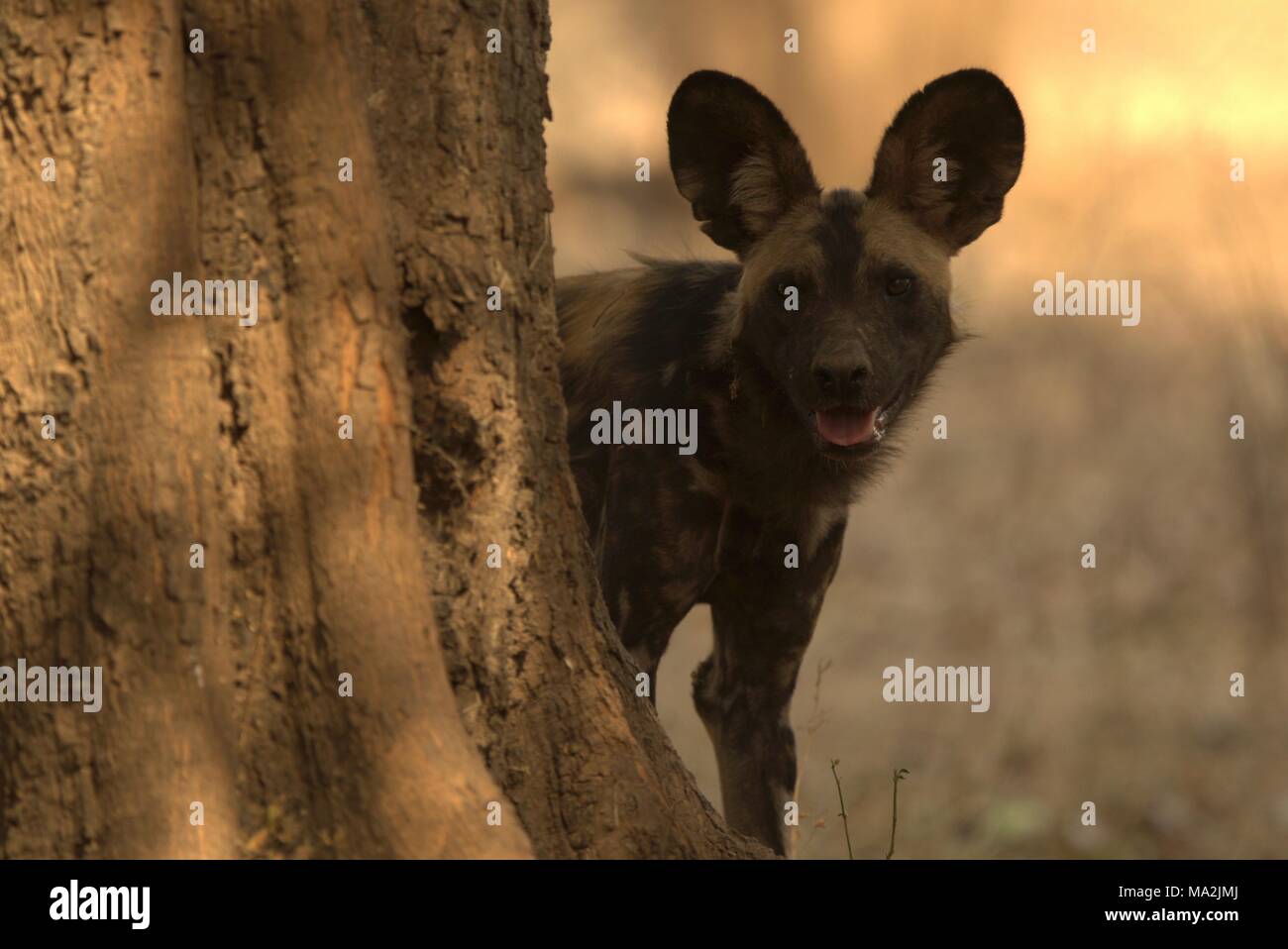 An African wild dog, Zimbabwe, Africa Stock Photo - Alamy
