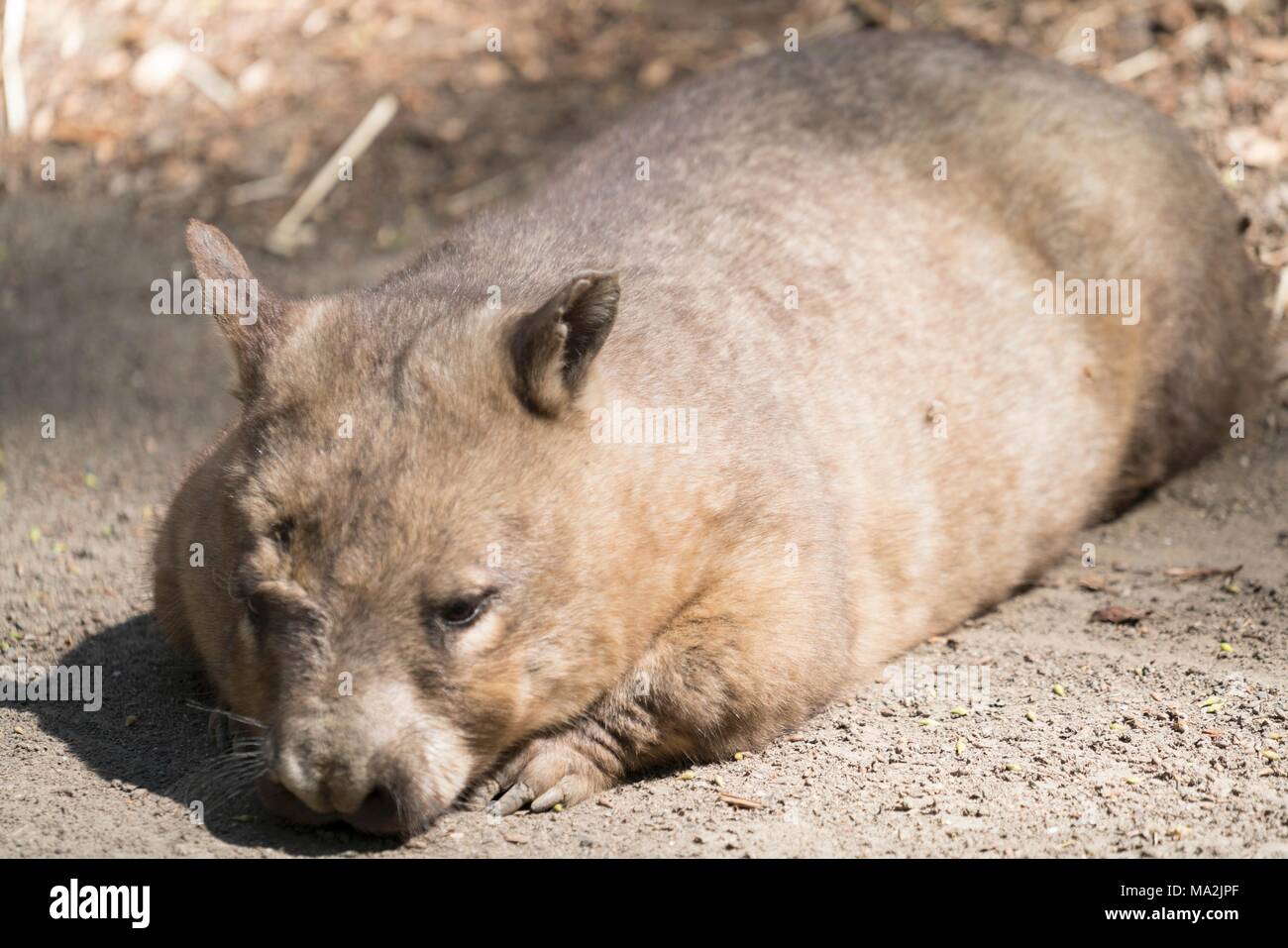 A wombat, native to Australia Stock Photo - Alamy