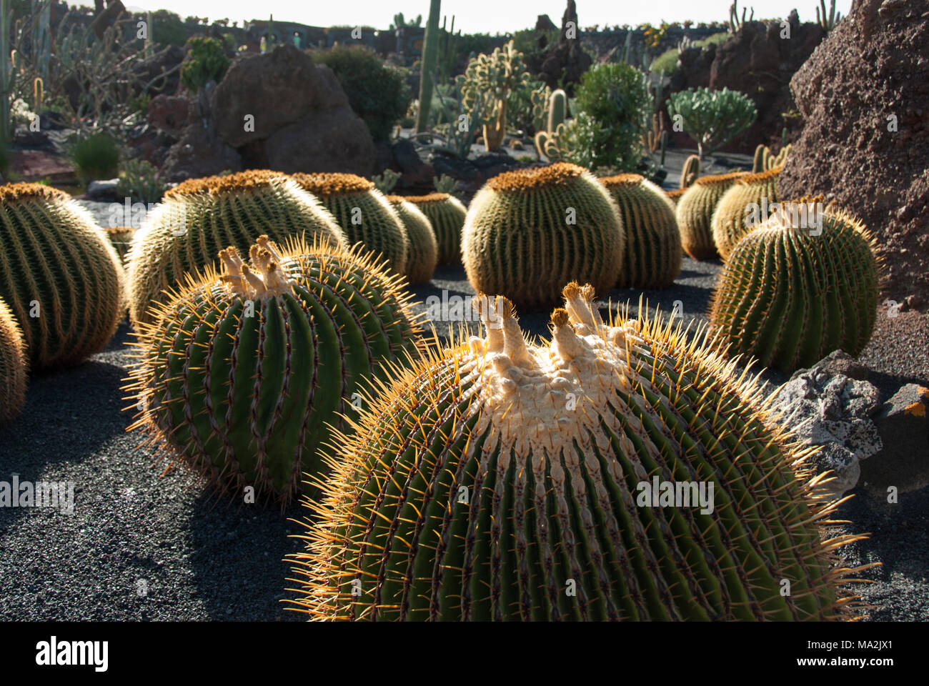 Cactus garden designed by Cesar Manrique at Lanzarote, Spain Stock ...