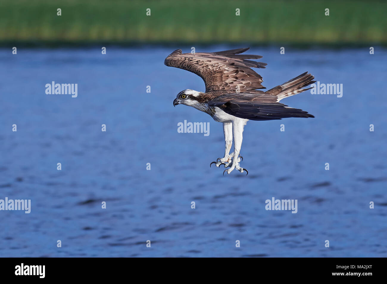 Osprey in flight in its natural habitat Stock Photo - Alamy