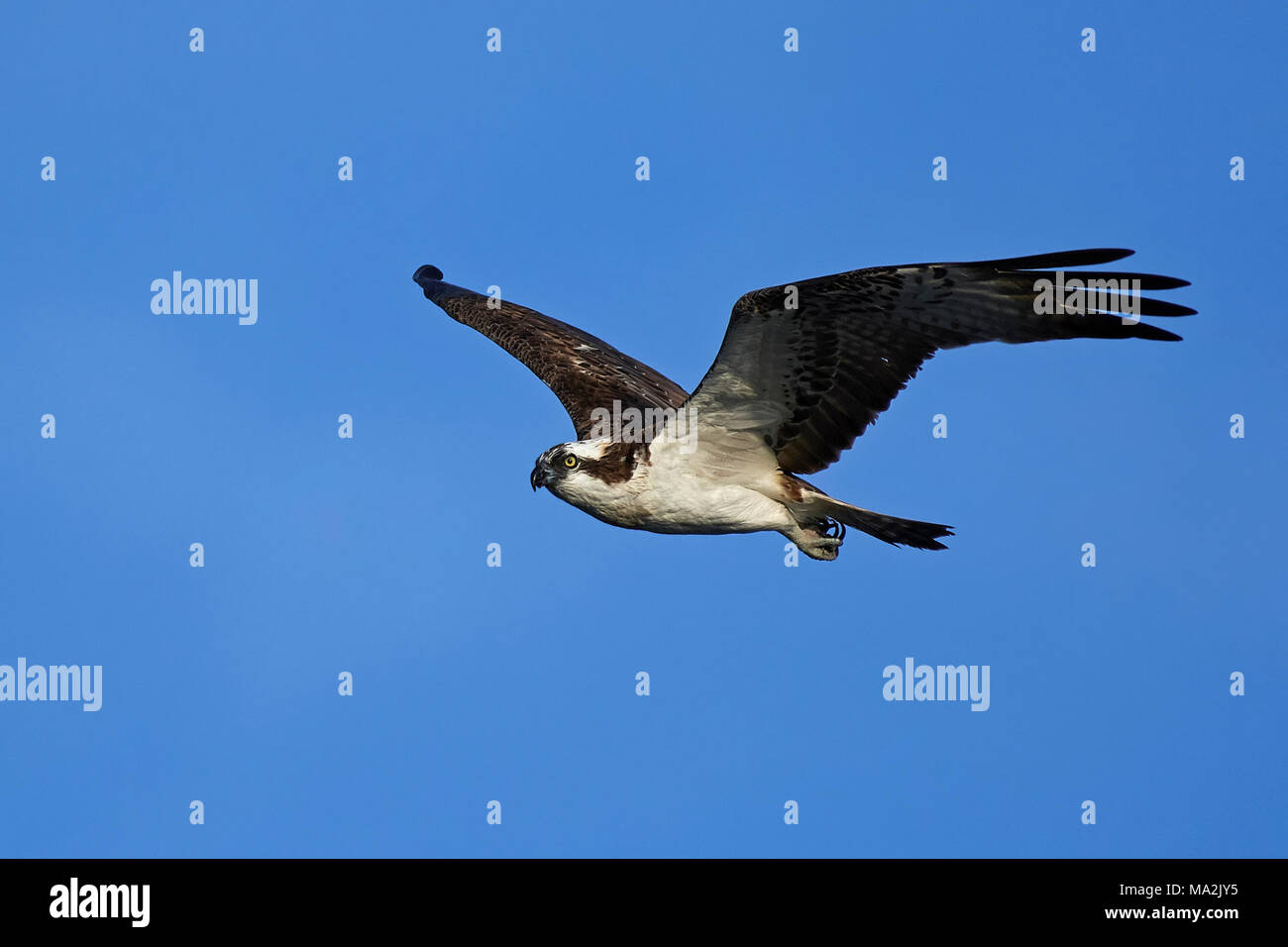 Osprey in flight in its natural habitat Stock Photo - Alamy