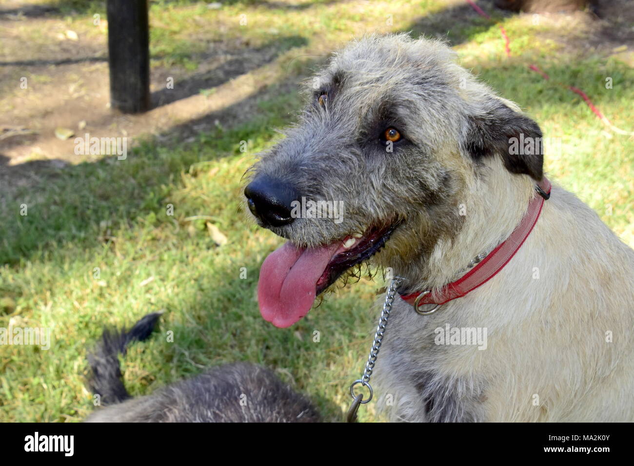 Irish wolf hi-res stock photography and images - Alamy
