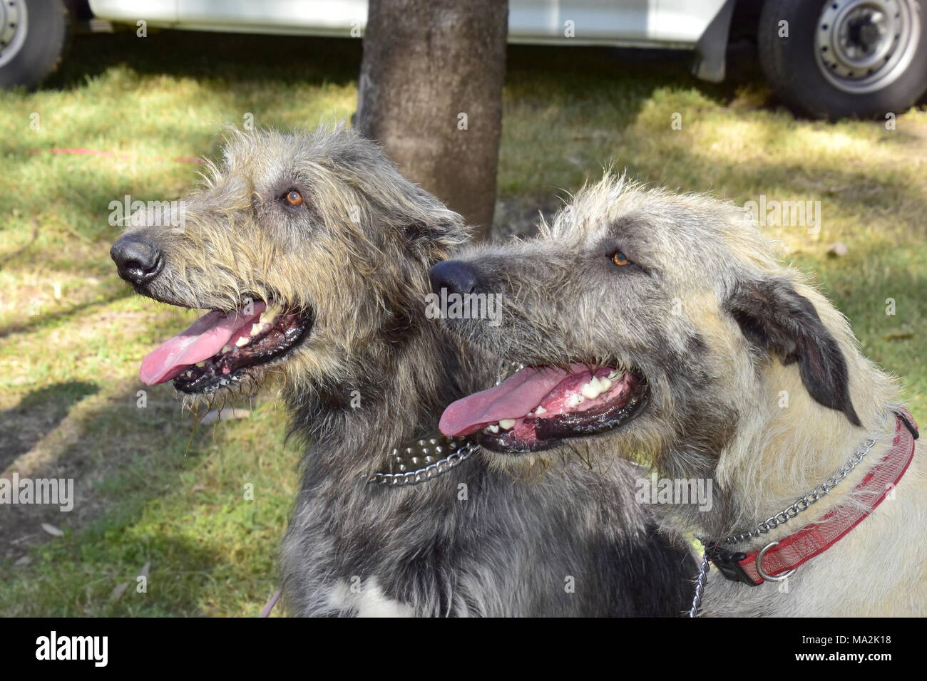 DOGS. IRISH WOLF HOUND Stock Photo - Alamy
