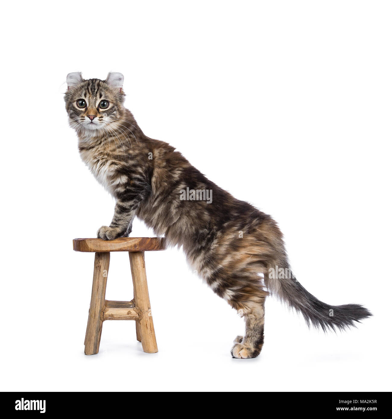 Black tortie tabby American Curl cat / kitten standing with front paws ...