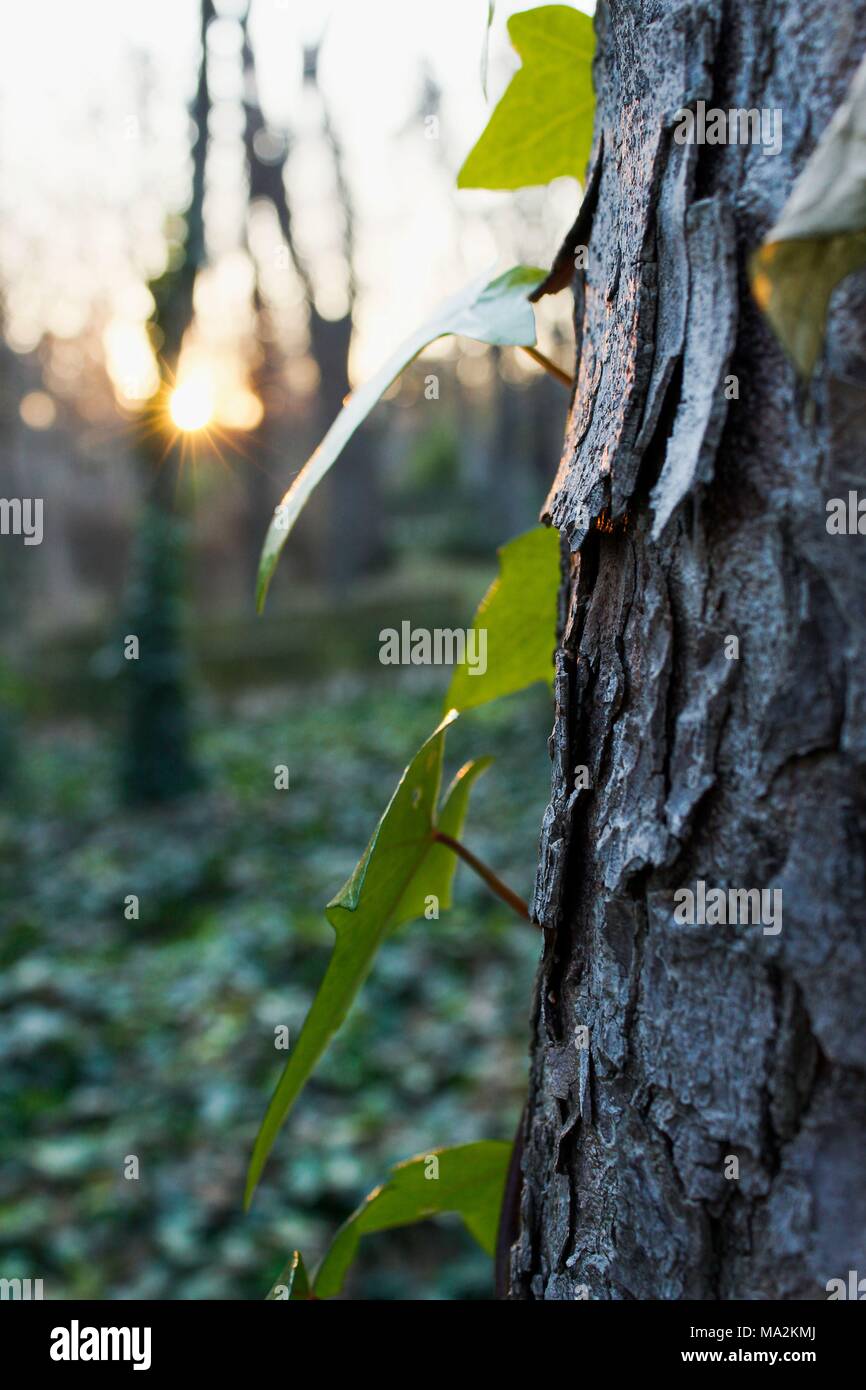 Beautiful sunset behind a tree hi-res stock photography and images - Alamy