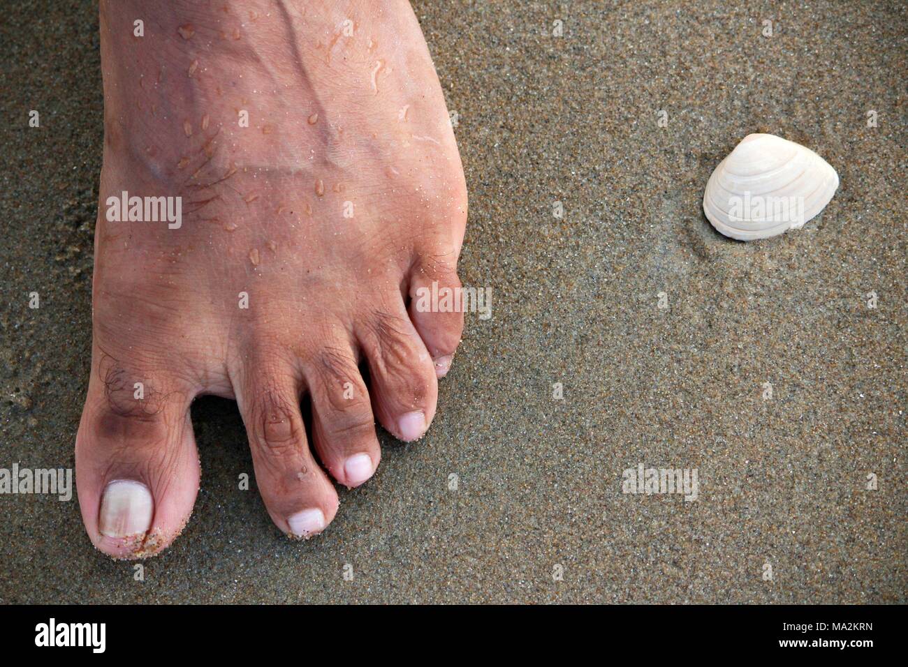 Feet on beach with shell Stock Photo - Alamy