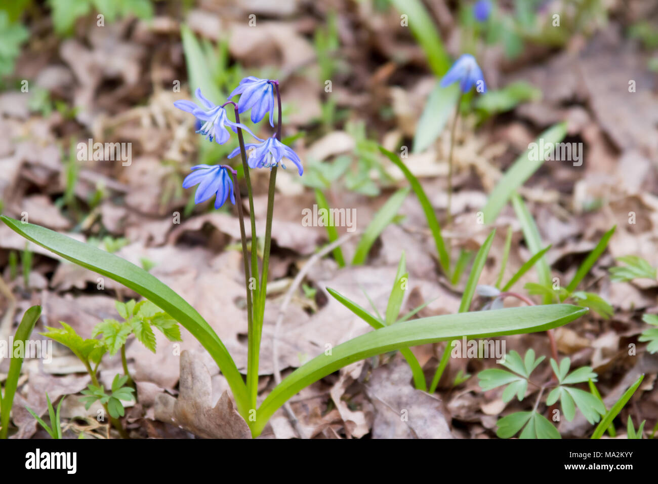 Background of blooming spring flowers Scilla. Scilla flowers on forest ...