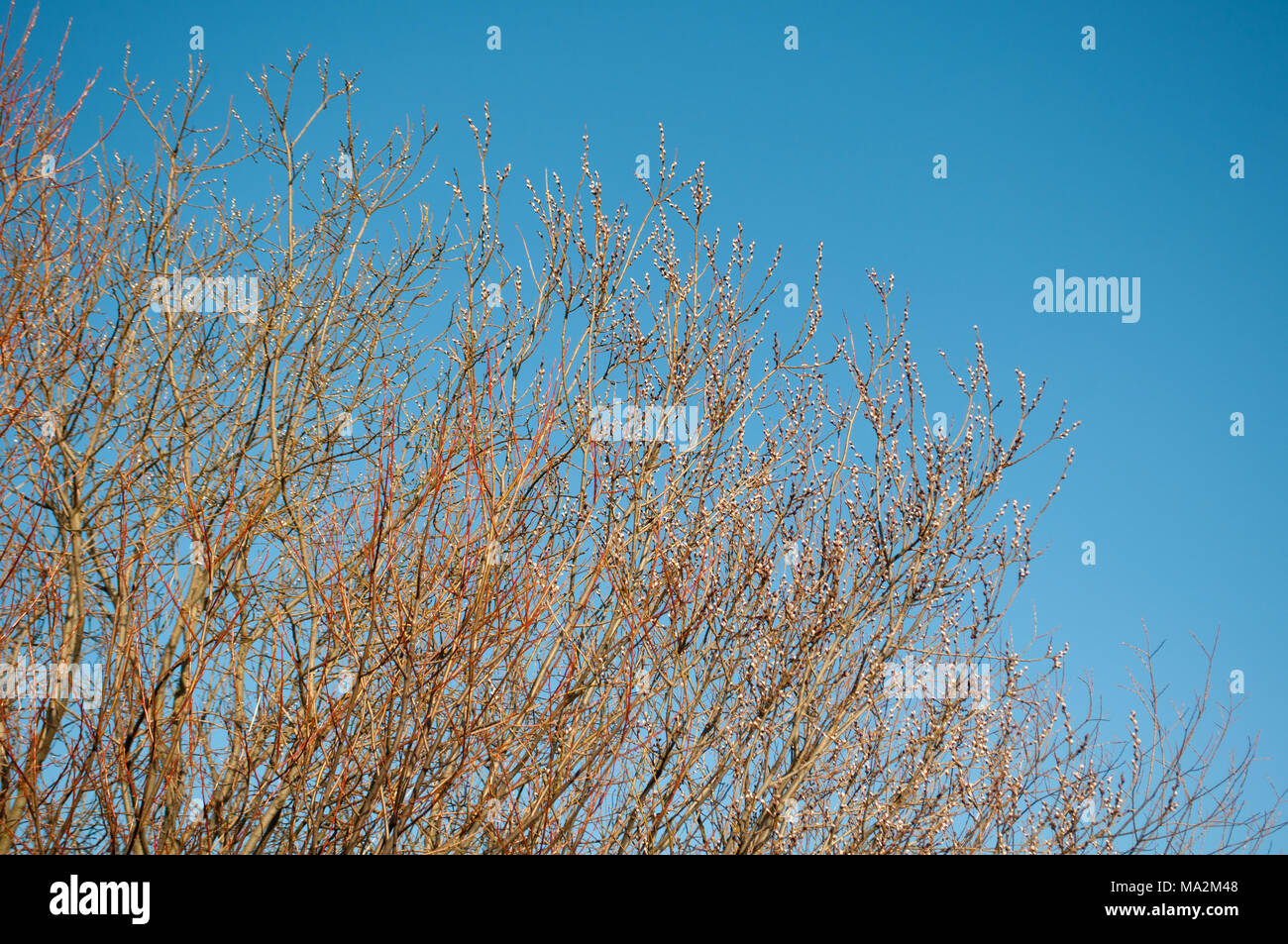 spring willow branches in bloom on blue sky background, spring ...