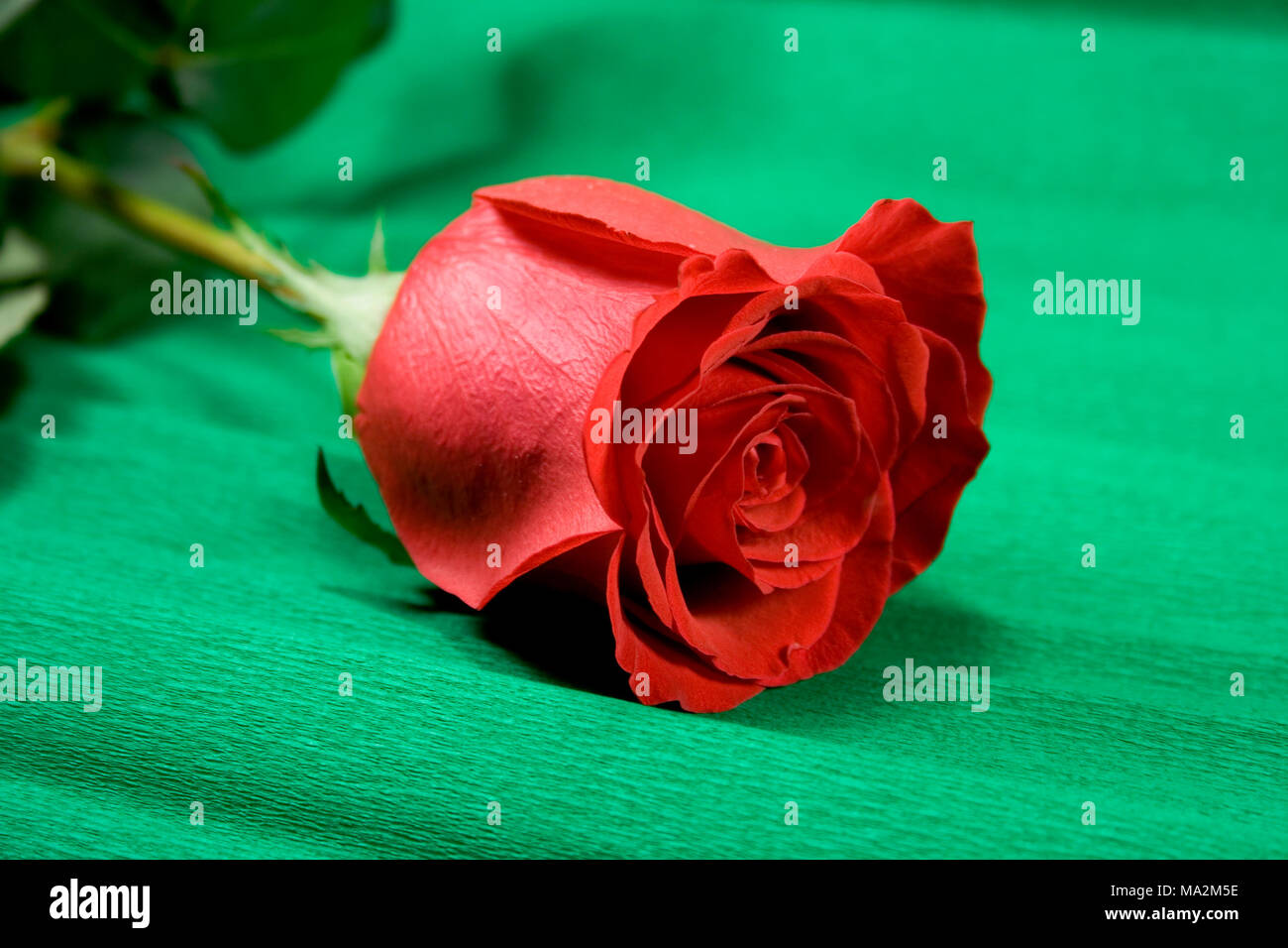 red rose over green background Stock Photo - Alamy
