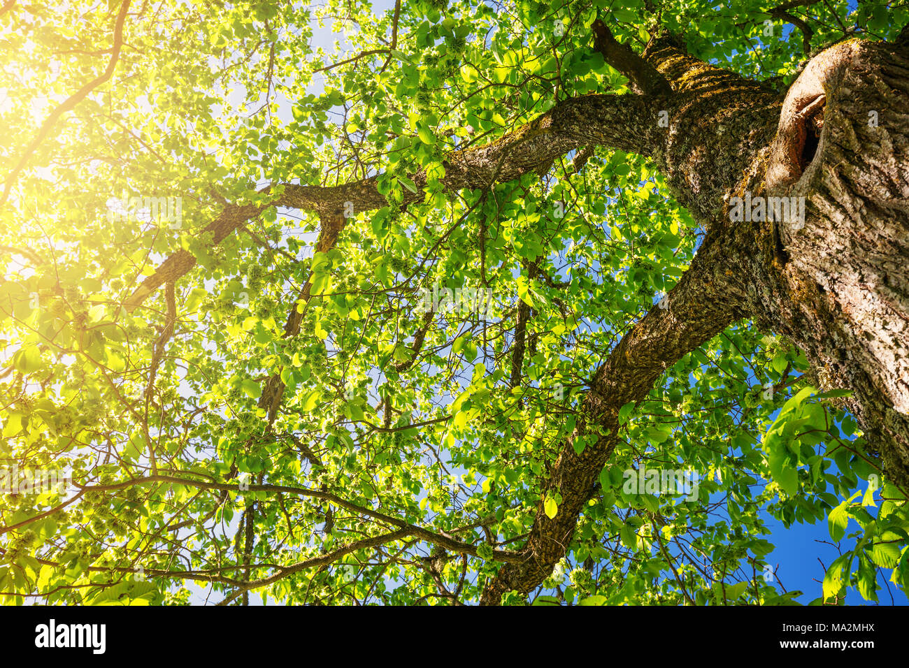 Tree foliage in morning light Stock Photo - Alamy