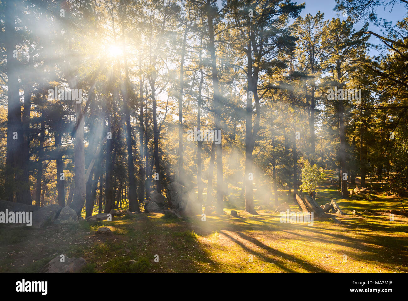 Sun rays shining through Mount Crawford Forest trees on a day, South ...