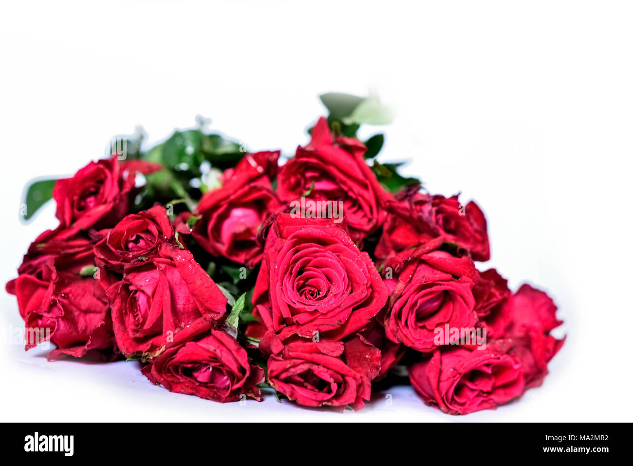 Rose front view hi-res stock photography and images - Alamy