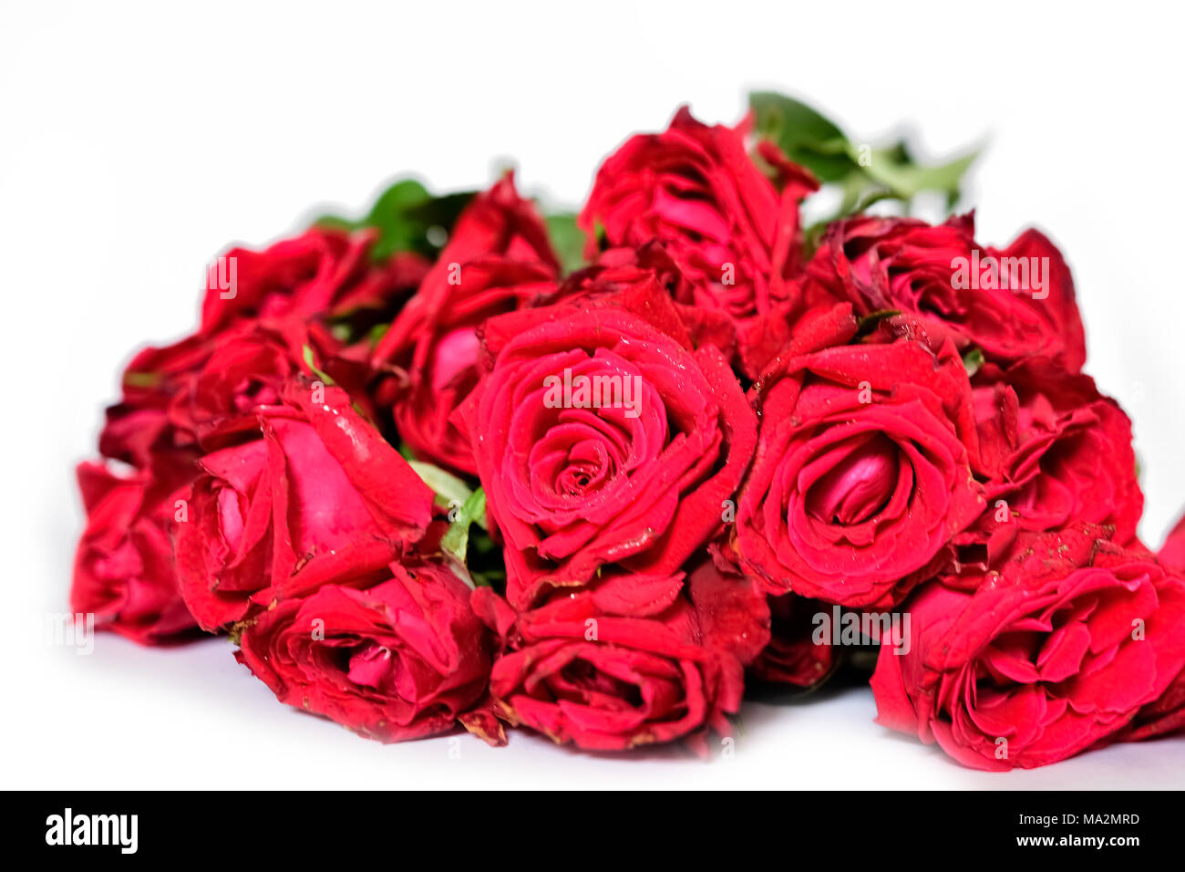 Group of red rose on a white background Stock Photo - Alamy