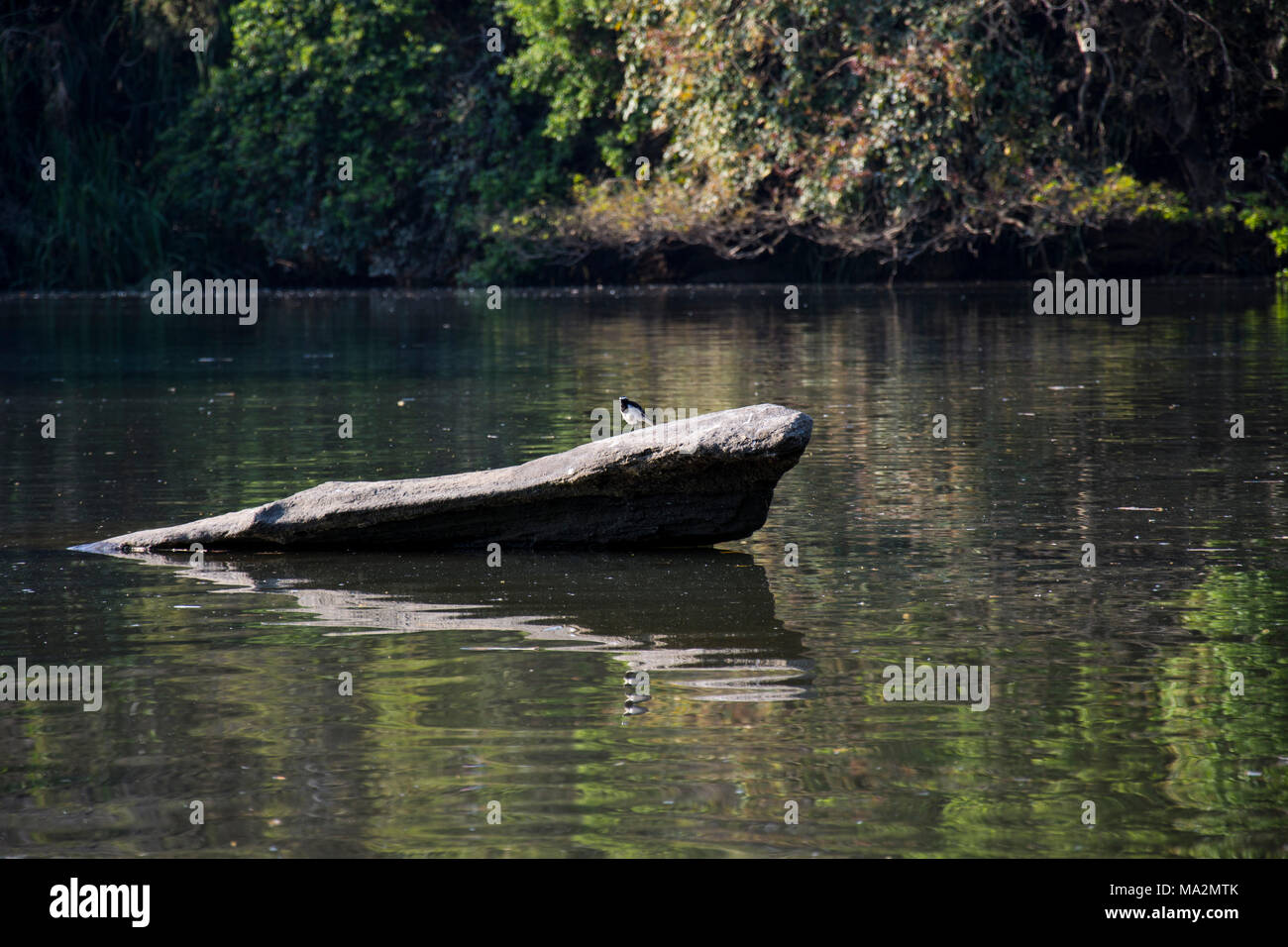 Amazon swamp hi-res stock photography and images - Alamy
