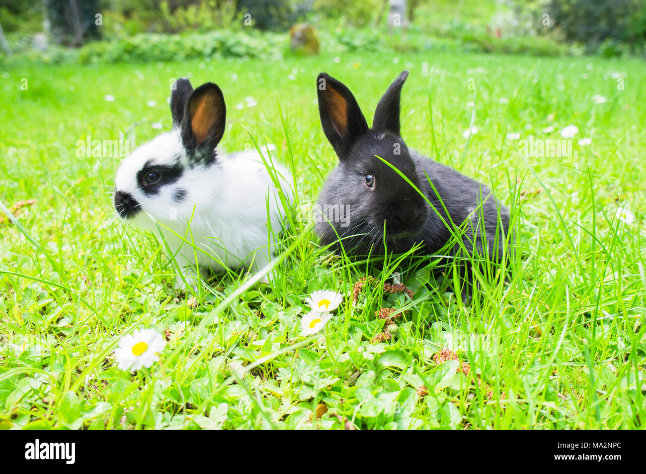 Customs domestic hi-res stock photography and images - Alamy