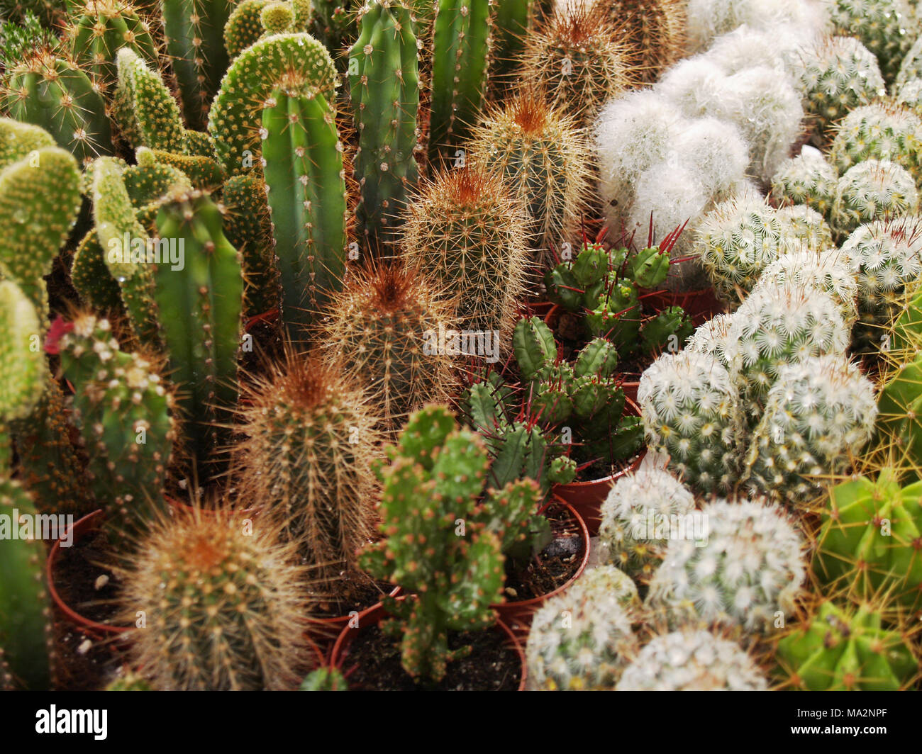 Collection of various potted cacti Stock Photo - Alamy