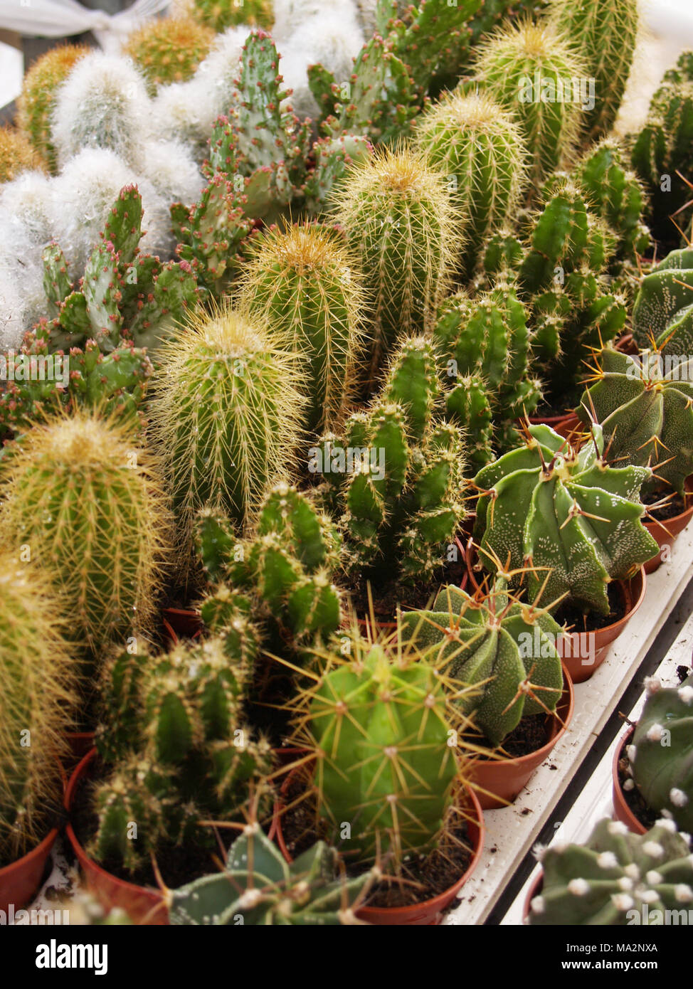 Collection of various potted cacti Stock Photo - Alamy