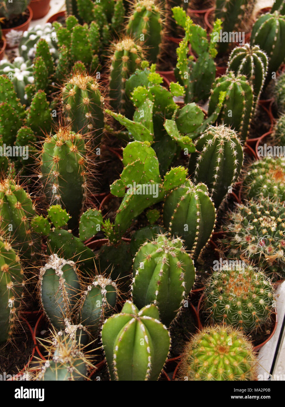 Collection of various potted cacti Stock Photo - Alamy