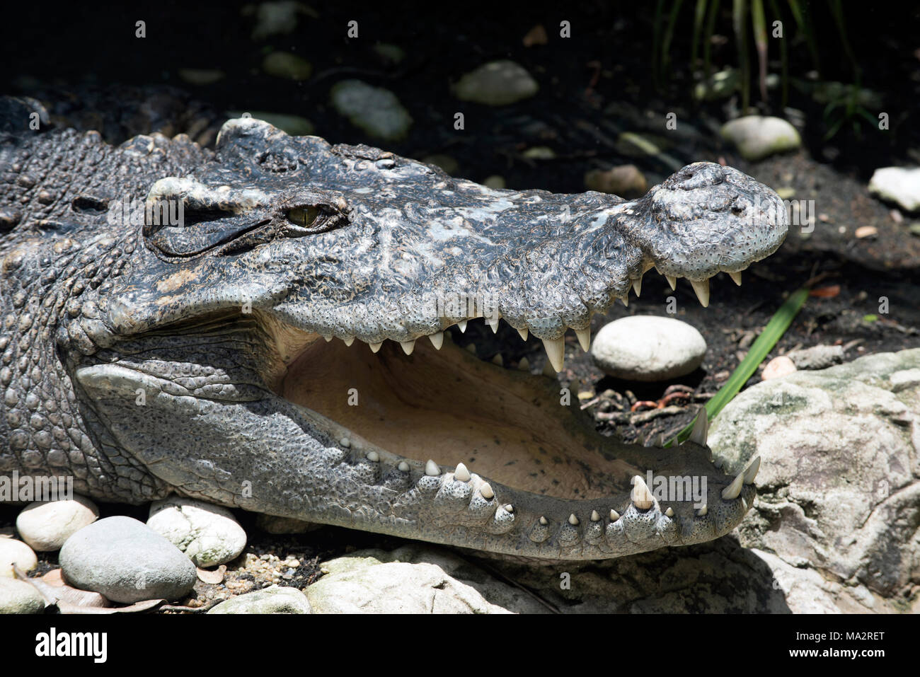 Siamese Crocodile (Crocodylus siamensis), portrait, Thailand Stock ...