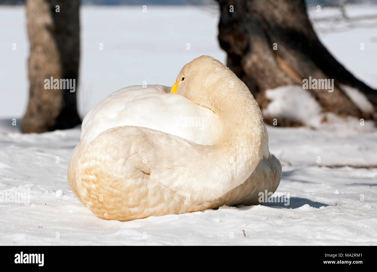 Whooper swan (Cygnus cygnus) sleeping, Japan Stock Photo - Alamy