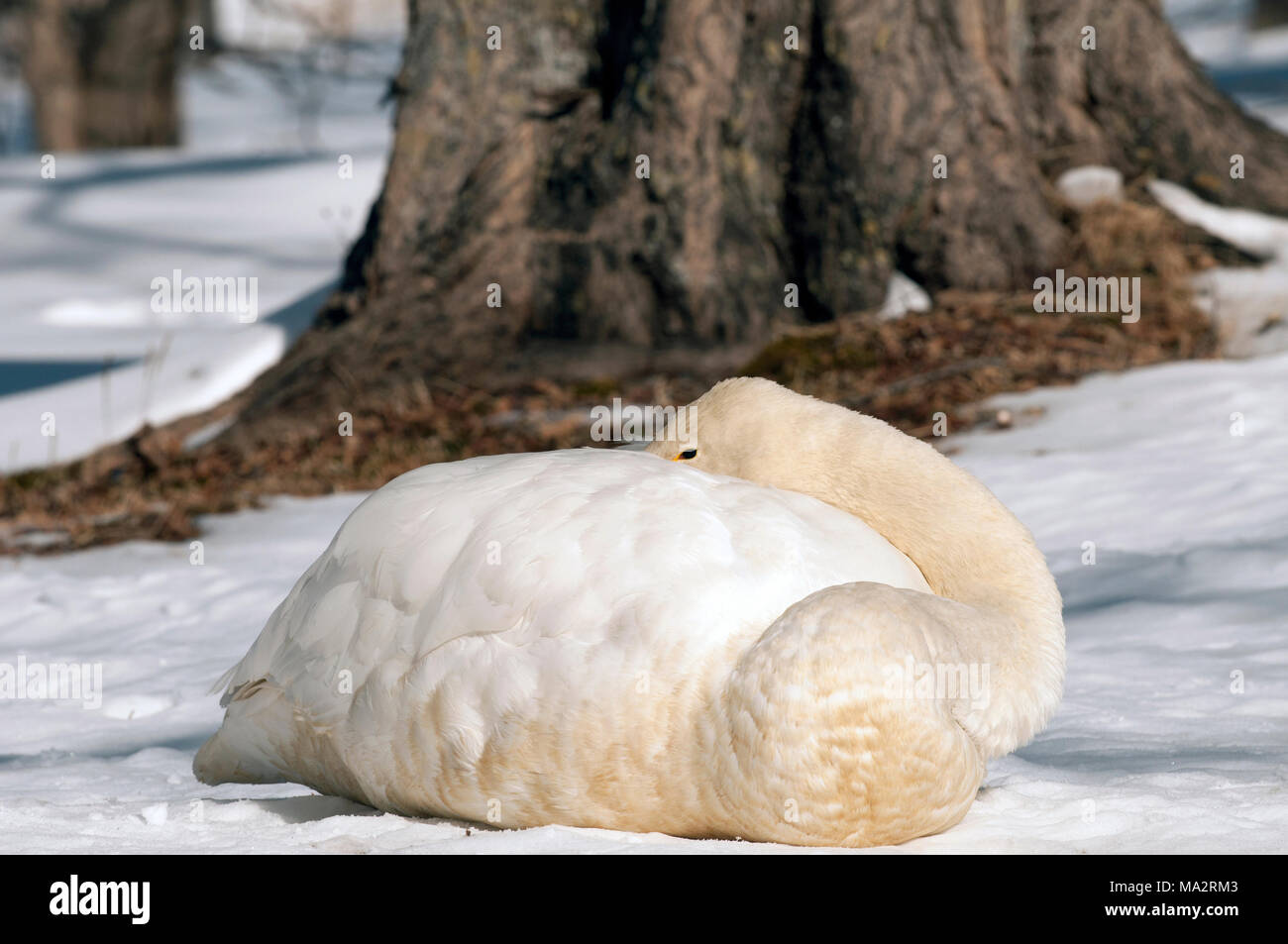 Whooper swan (Cygnus cygnus) sleeping, Japan Stock Photo - Alamy