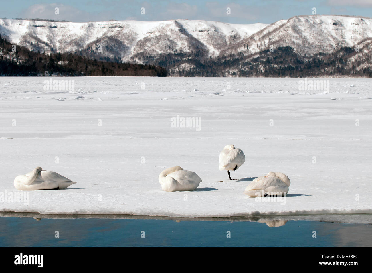 Whooper swan (Cygnus cygnus) sleeping group, Japan Stock Photo - Alamy